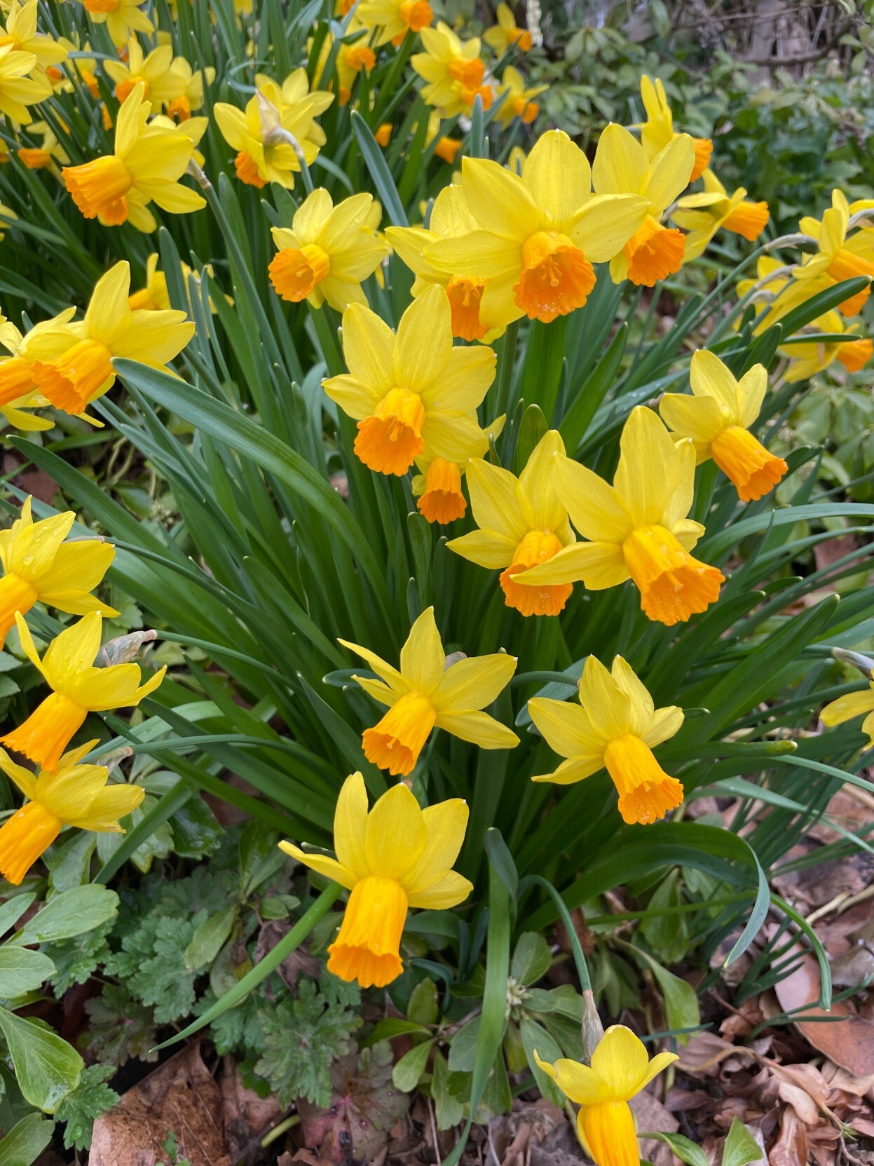 Meredith Cummings (@merecummings@me.dm) - me.dm by Medium.com